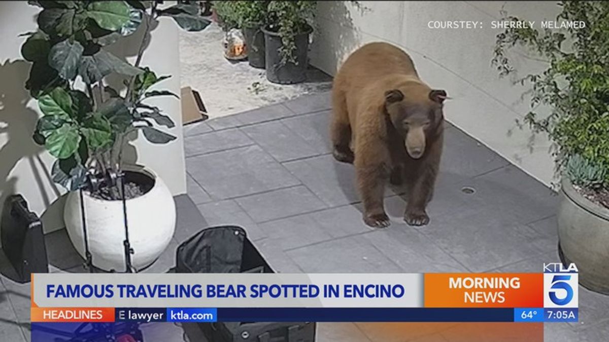 Famous traveling bear spotted in Encino | Haystack News