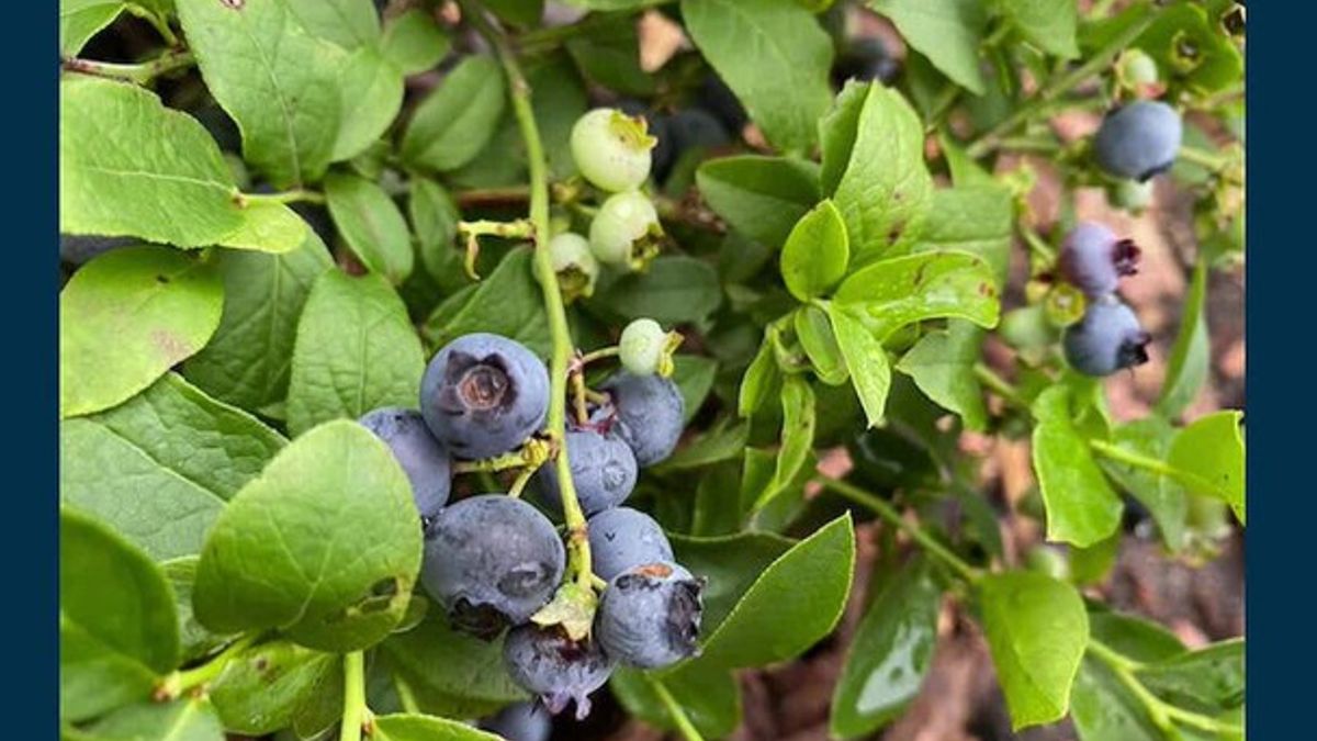 Midwest Access: Viv's Groovy Garden Answers your Questions: shrubs ...