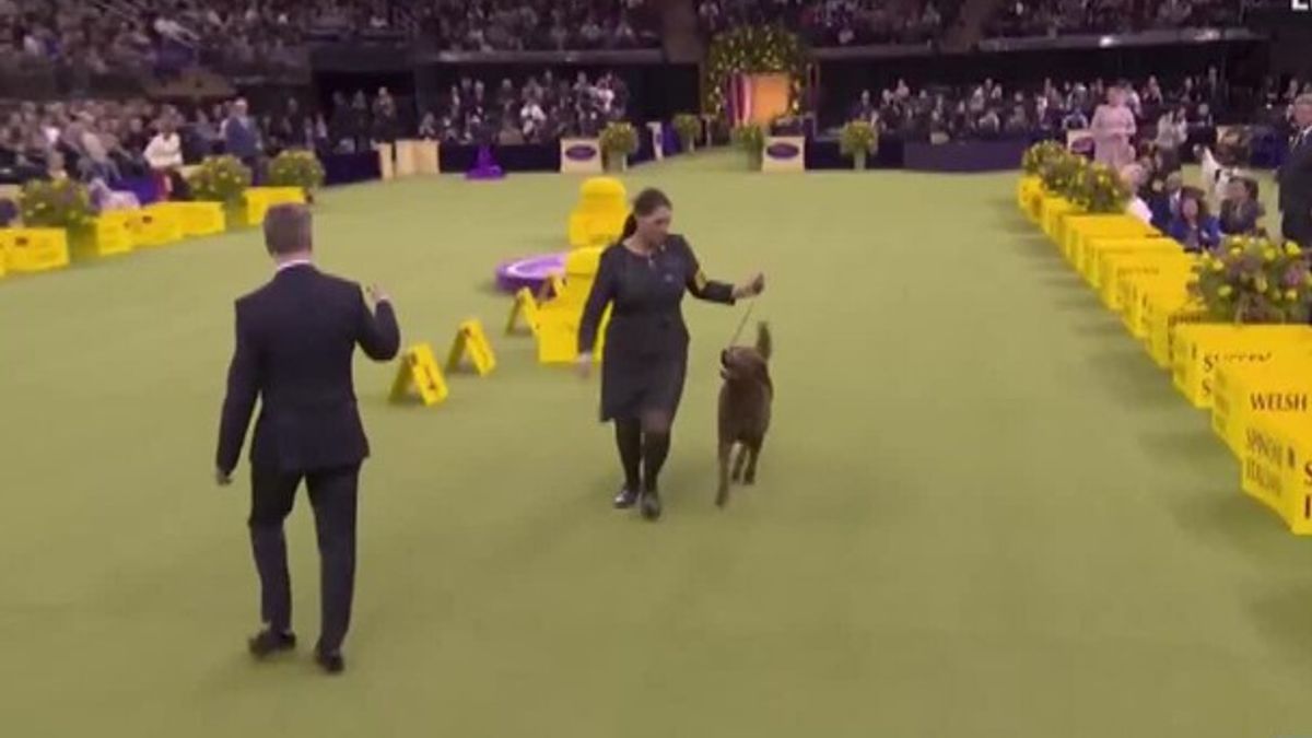 Meet Cota: Chatfield dog that won big at the 2026 Westminster Kennel ...