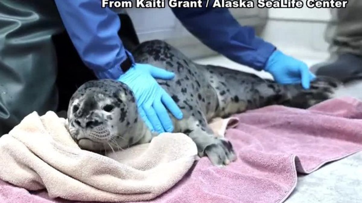 Alaska SeaLife Center admits first harbor seal patient of 2026 ...
