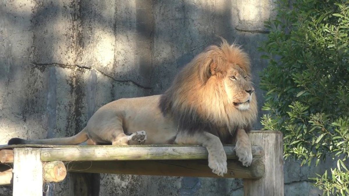 San Francisco Zoo lions | Haystack News