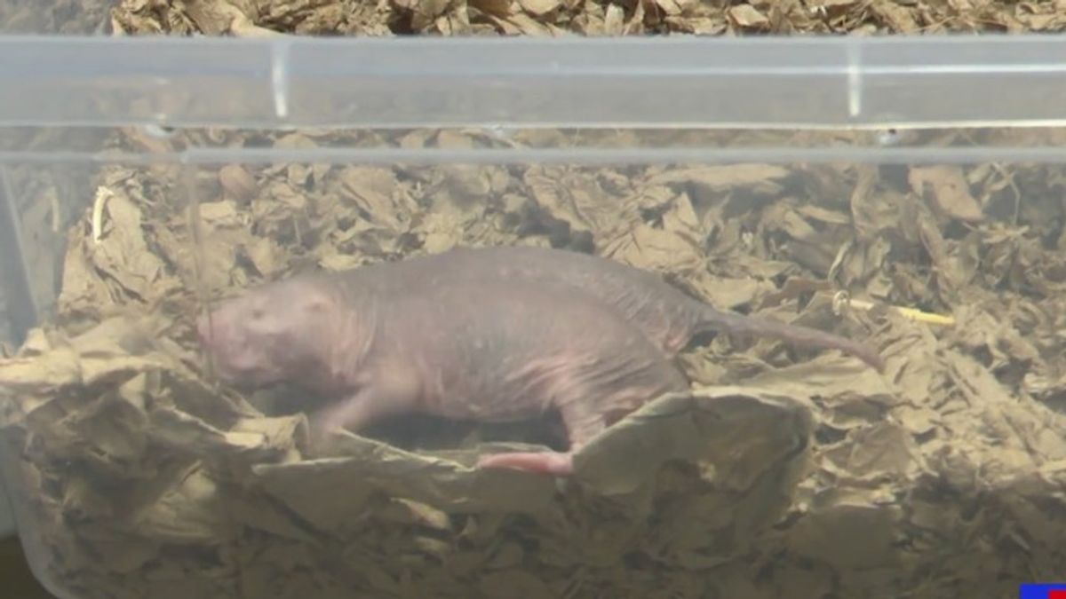 Meet the naked mole-rats: Sacramento Zoo's newest residents | Haystack News