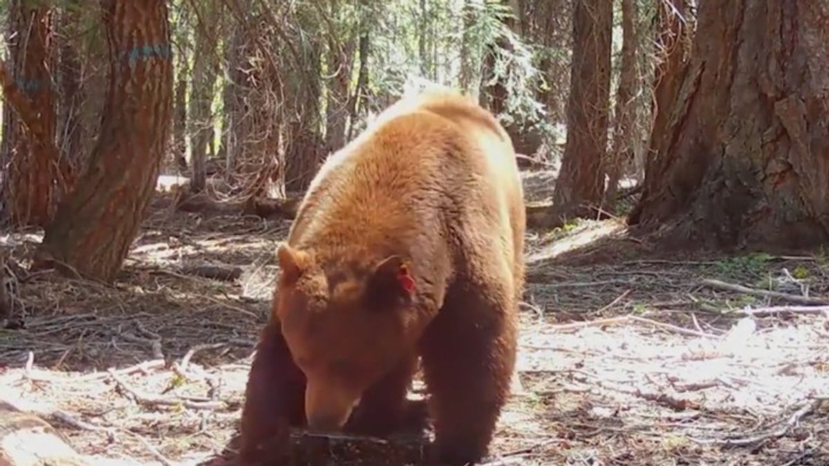 Bear sighting prompt safety warnings in Auburn | Haystack News