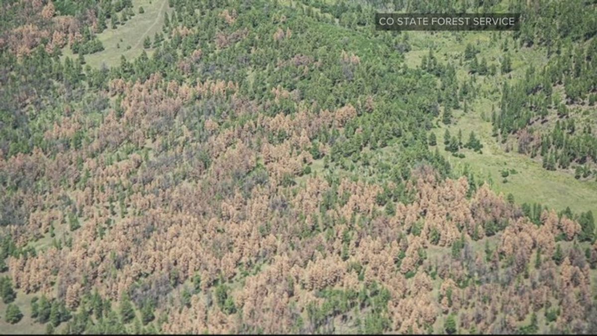 Bug infestation exploding across Front Range forests stressed amid ...