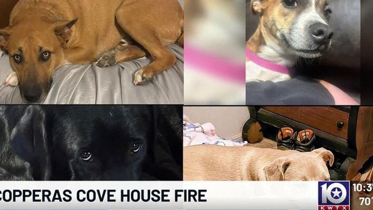 Copperas Cove family loses 4 dogs in Easter Sunday house fire ...