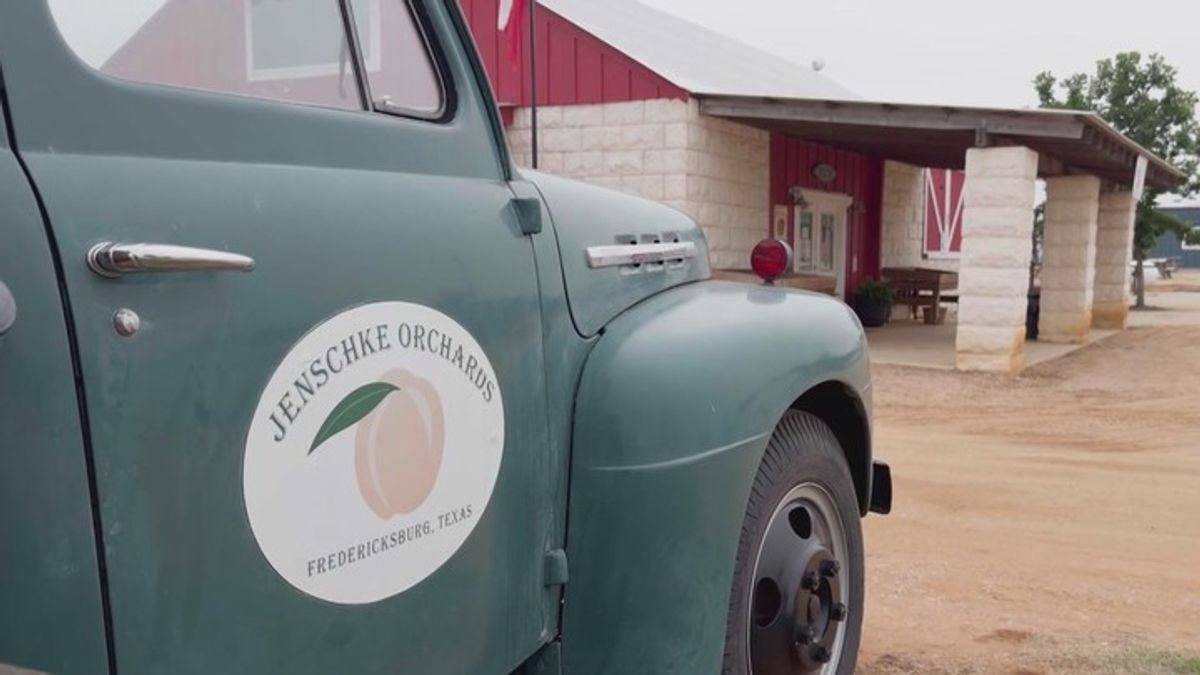 Fredericksburg peaches may be in short supply this year | Haystack News