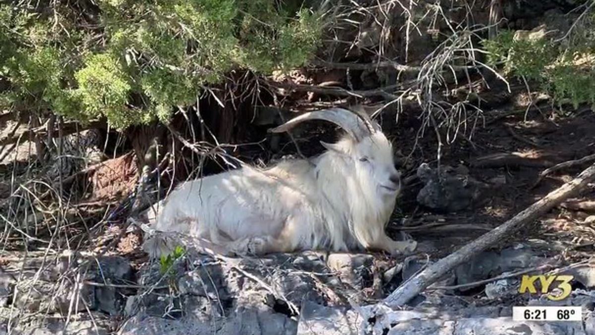 Ozarks Life: The search for Crisco the Goat on Table Rock Lake ...