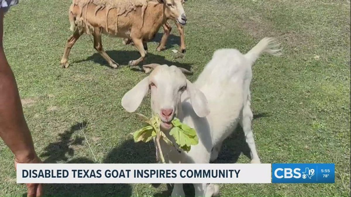 Texas woman’s disabled goat inspires community | Haystack News