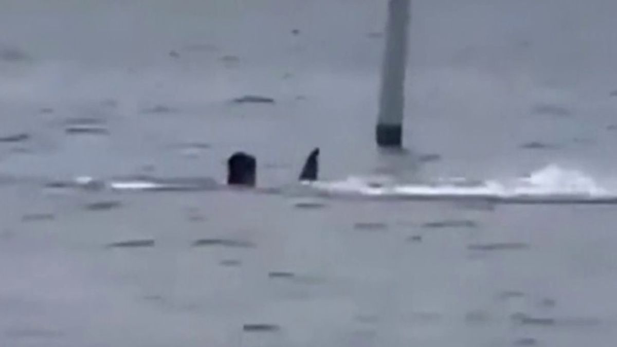 Harrowing shark attack captured on camera | Haystack News