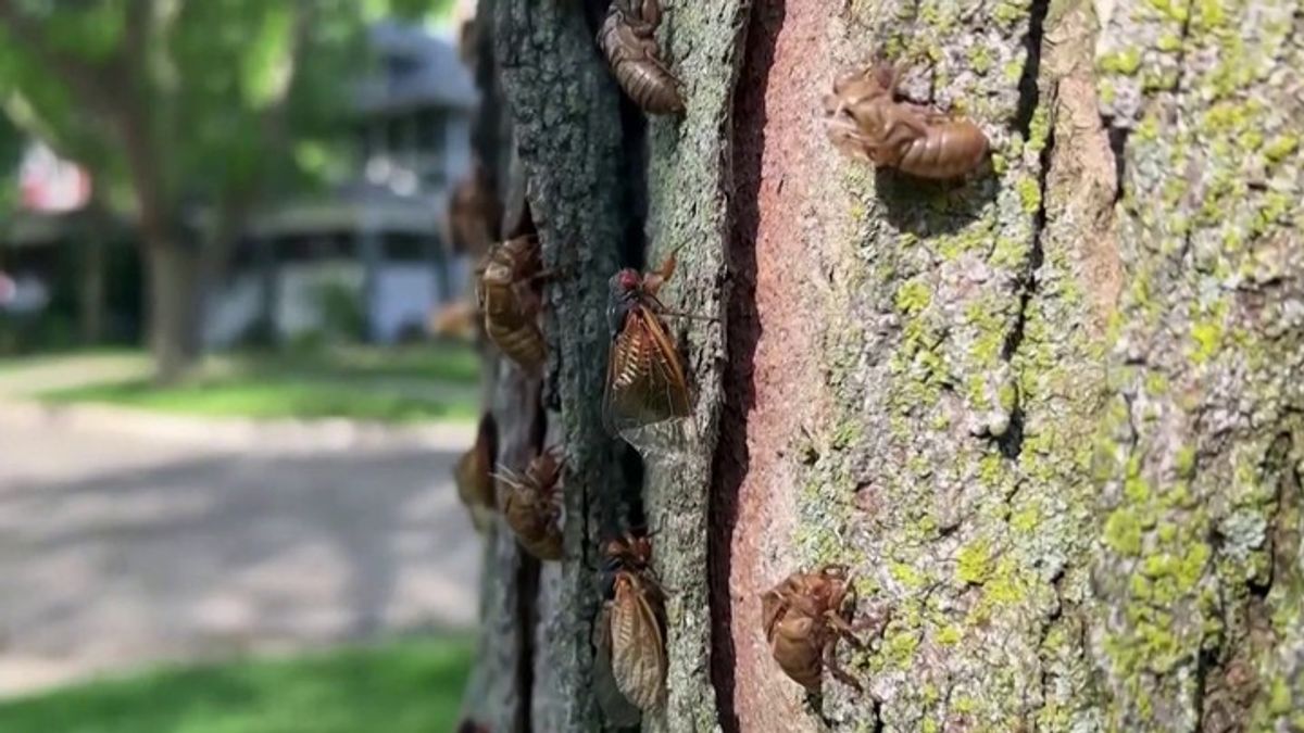 Bug Boom: Why Experts Say Expect an Early Unwanted Invasion | Haystack News