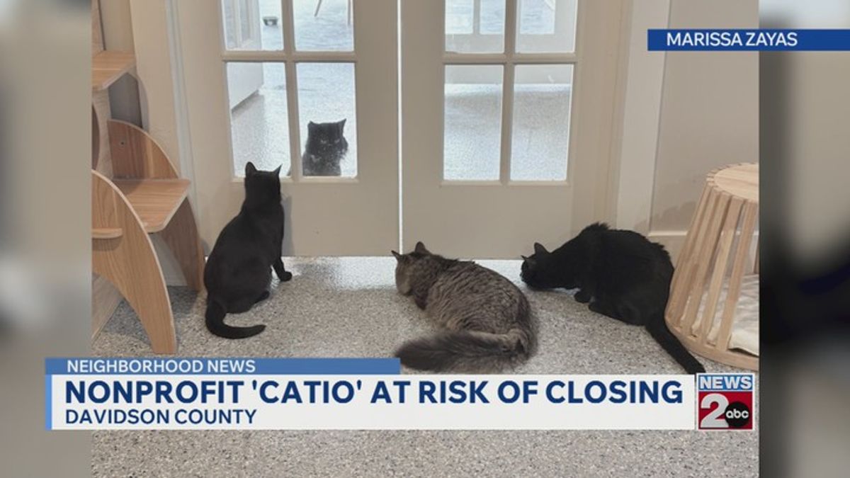Catio Cat Lounge in danger of closing its doors | Haystack News