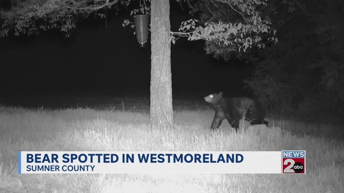 Bear spotted in Westmoreland | Haystack News