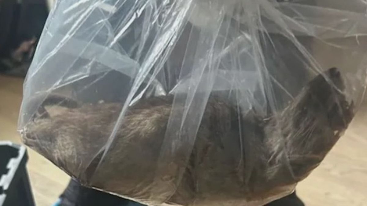 22-inch monster rat caught in England | Haystack News