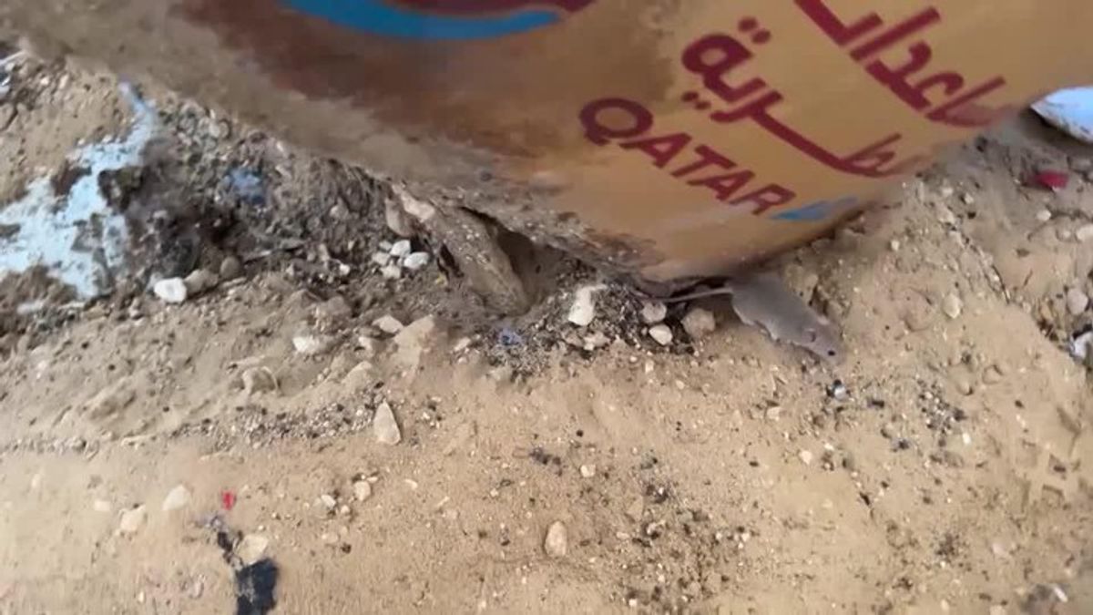 Rats infest Gaza camps, biting children and spreading disease ...