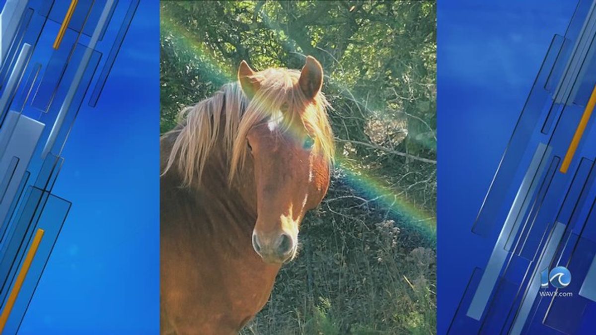 Wild Corolla stallion 'Surfer' dies after fatal kick | Haystack News
