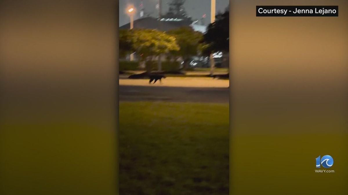 Bear spotted near WAVY TV-10 in Portsmouth | Haystack News