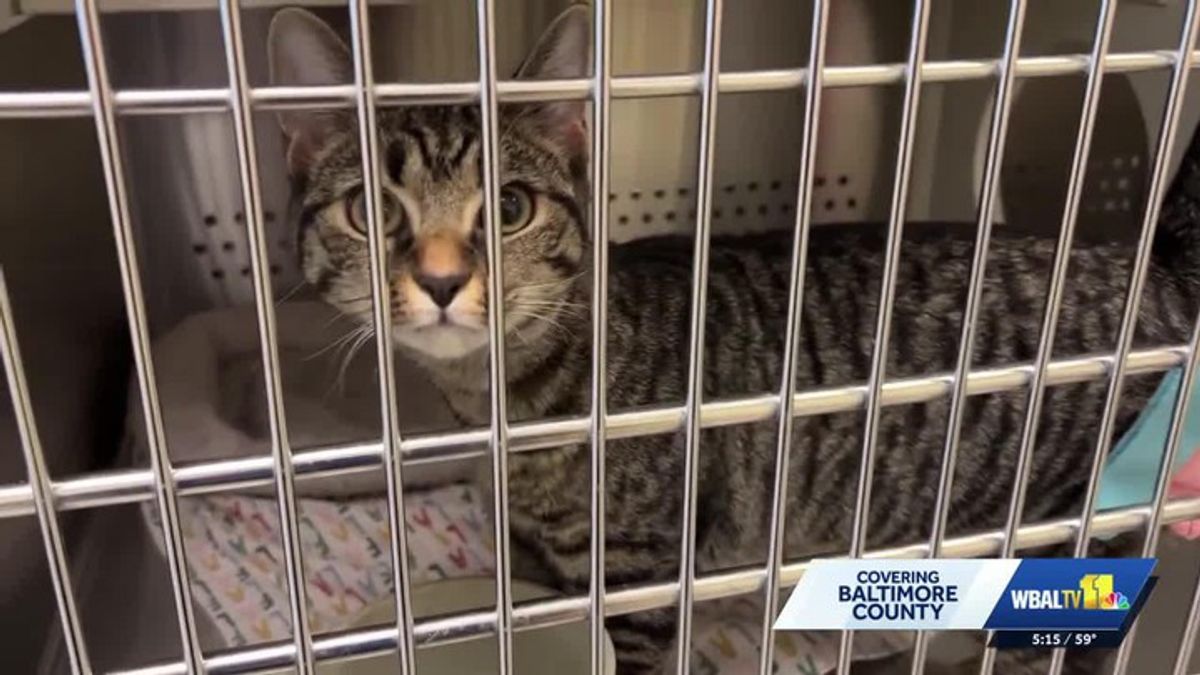 Baltimore County animal welfare bills have bipartisan support ...