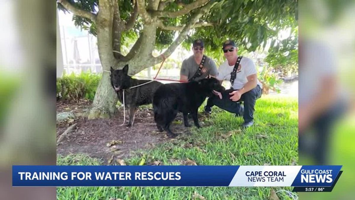 Neighbors, firefighters team up to rescue dogs from Cape Coral canal ...