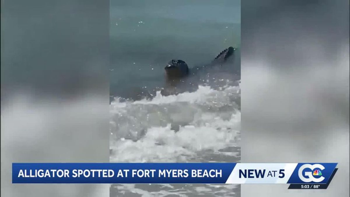 Family discovers alligator swimming near Fort Myers Beach | Haystack News