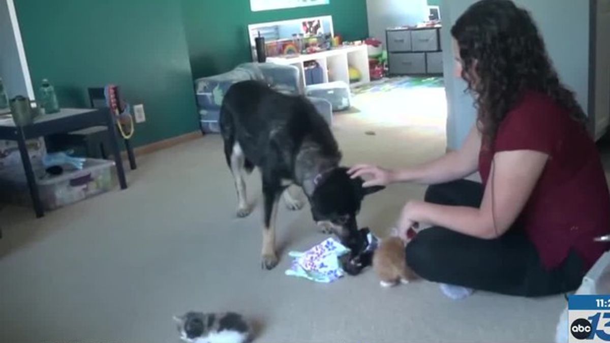Mama dog and her kittens | Haystack News