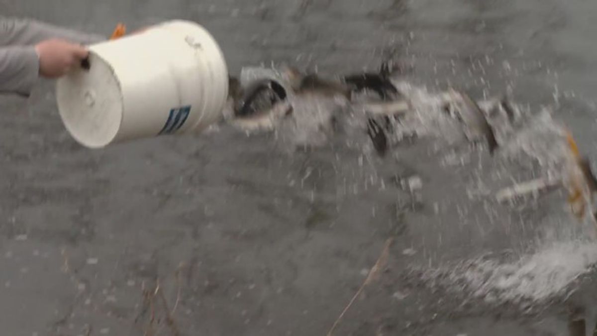 Trout stocked for season-opening weekend | Haystack News