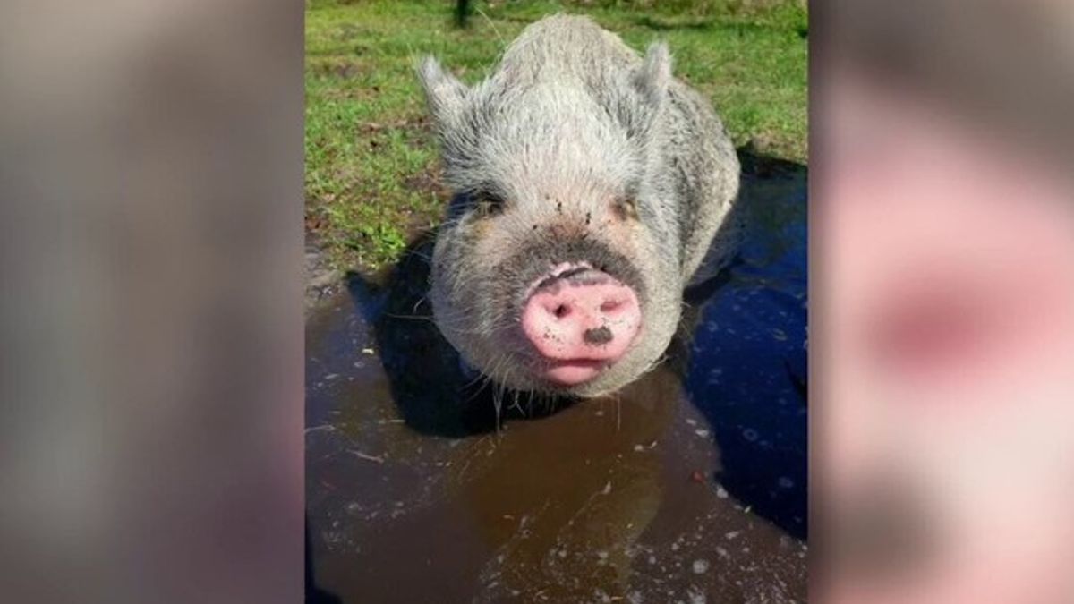 Alachua County deputies investigate death of pet pig in Hawthorne ...