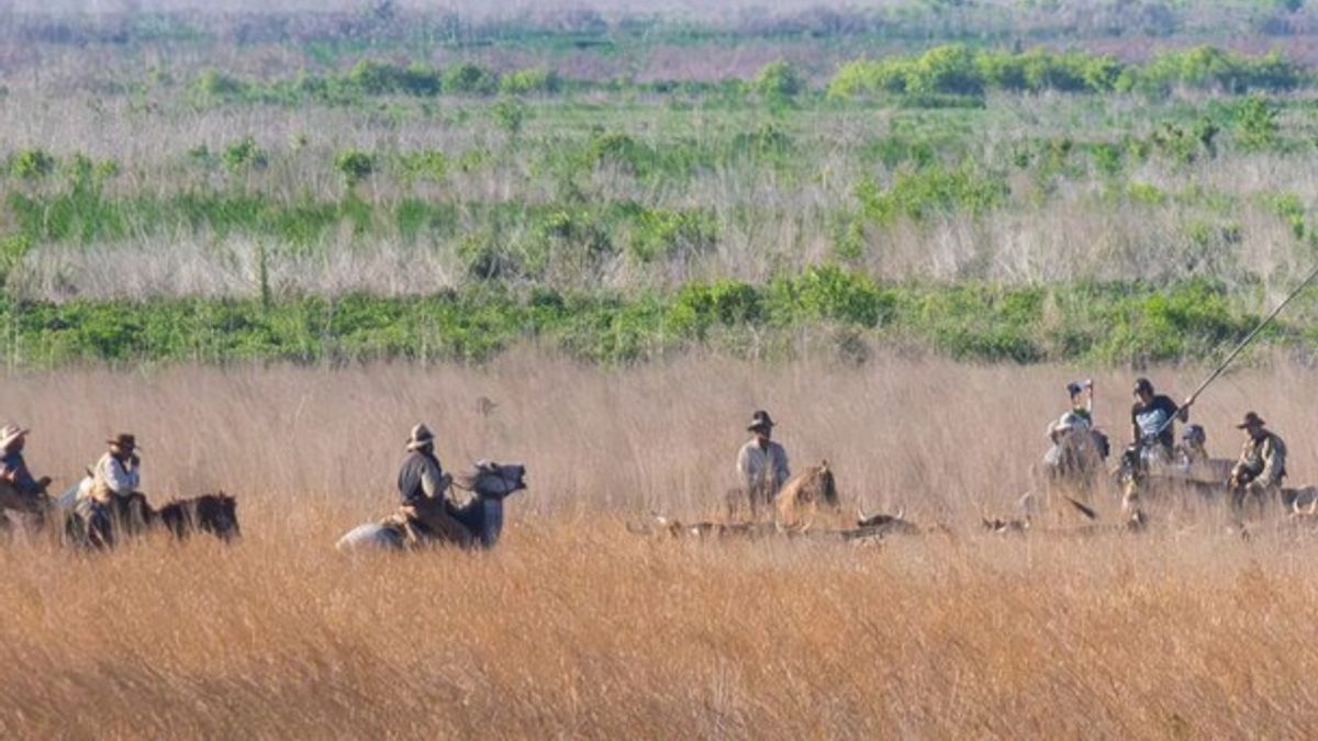 Paynes Prairie serves as backdrop for ‘A Land Remembered’ film ...