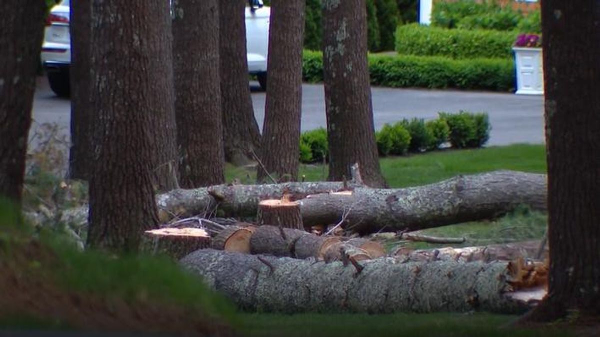 Man killed after being struck by falling tree in Plymouth | Haystack News