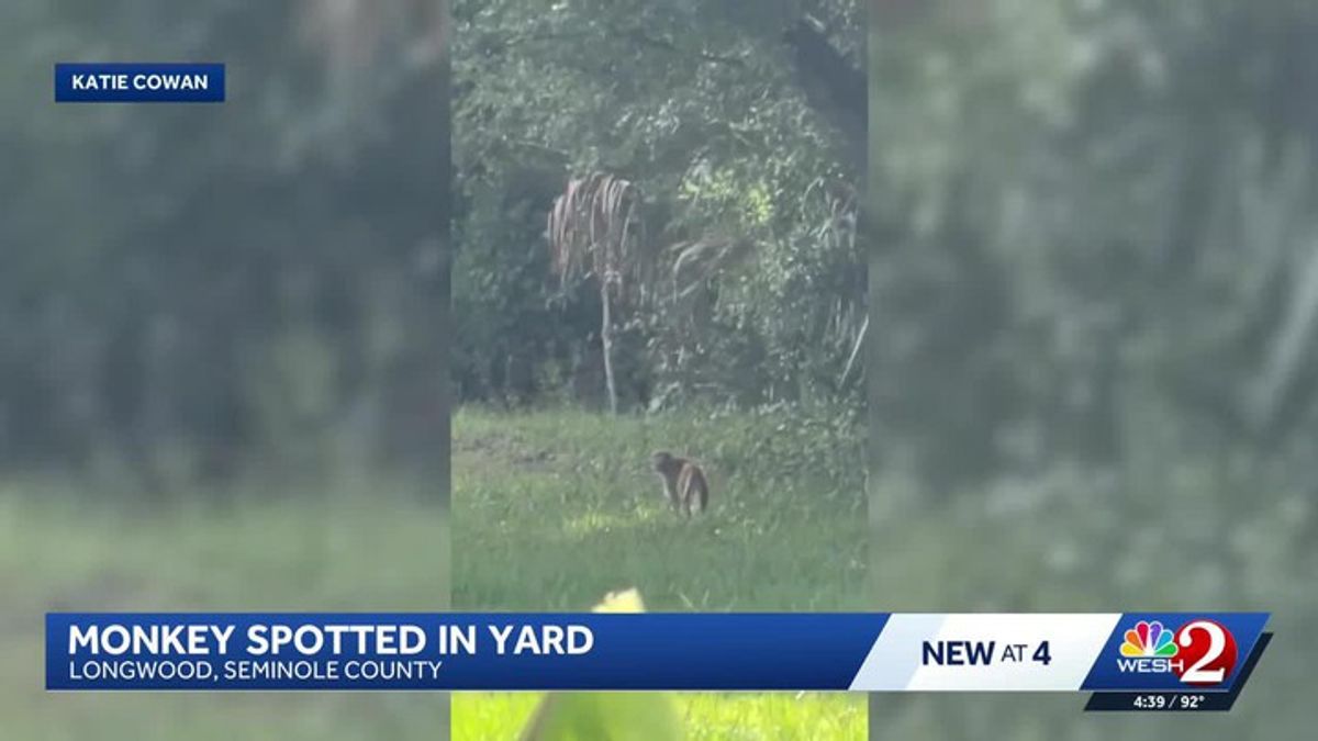 Monkey spotted in Longwood backyard | Haystack News