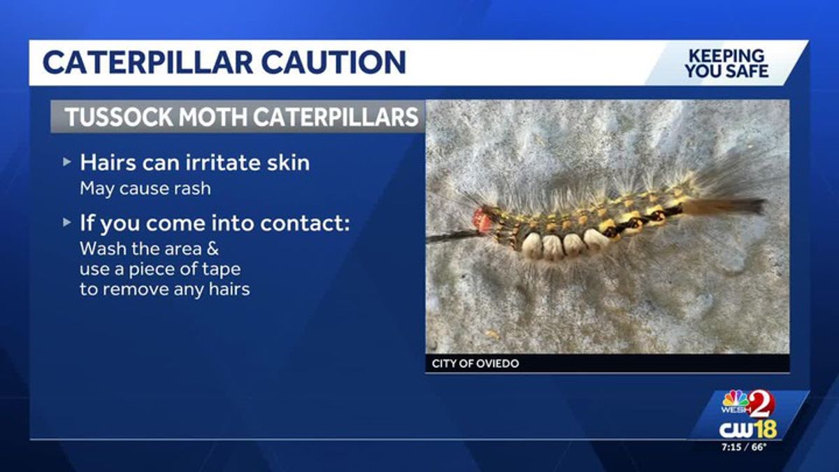 Skin-irritating ﻿tussock moth caterpillars return to Central Florida ...