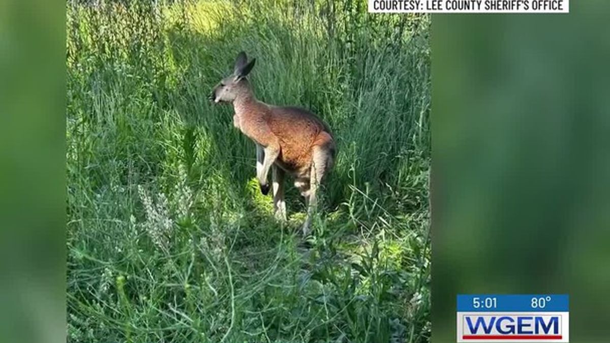 Lee County deputies jump into action, capture kangaroo | Haystack News