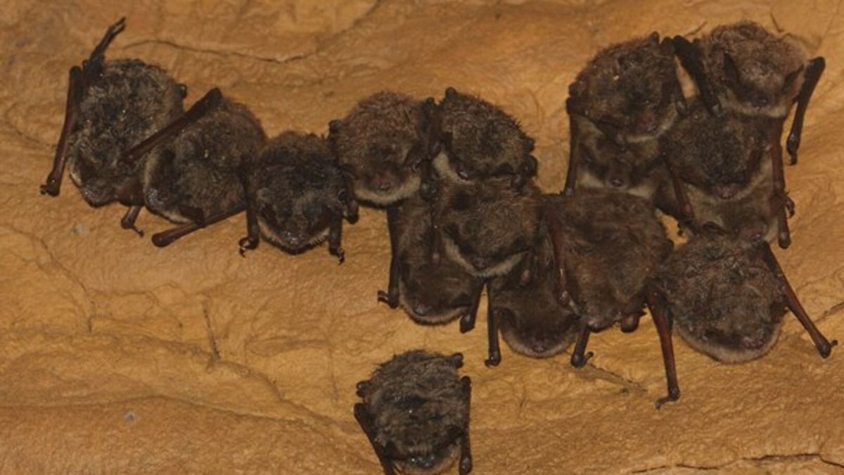 The largest Indiana bat colony chooses Hannibal to call home | Haystack ...