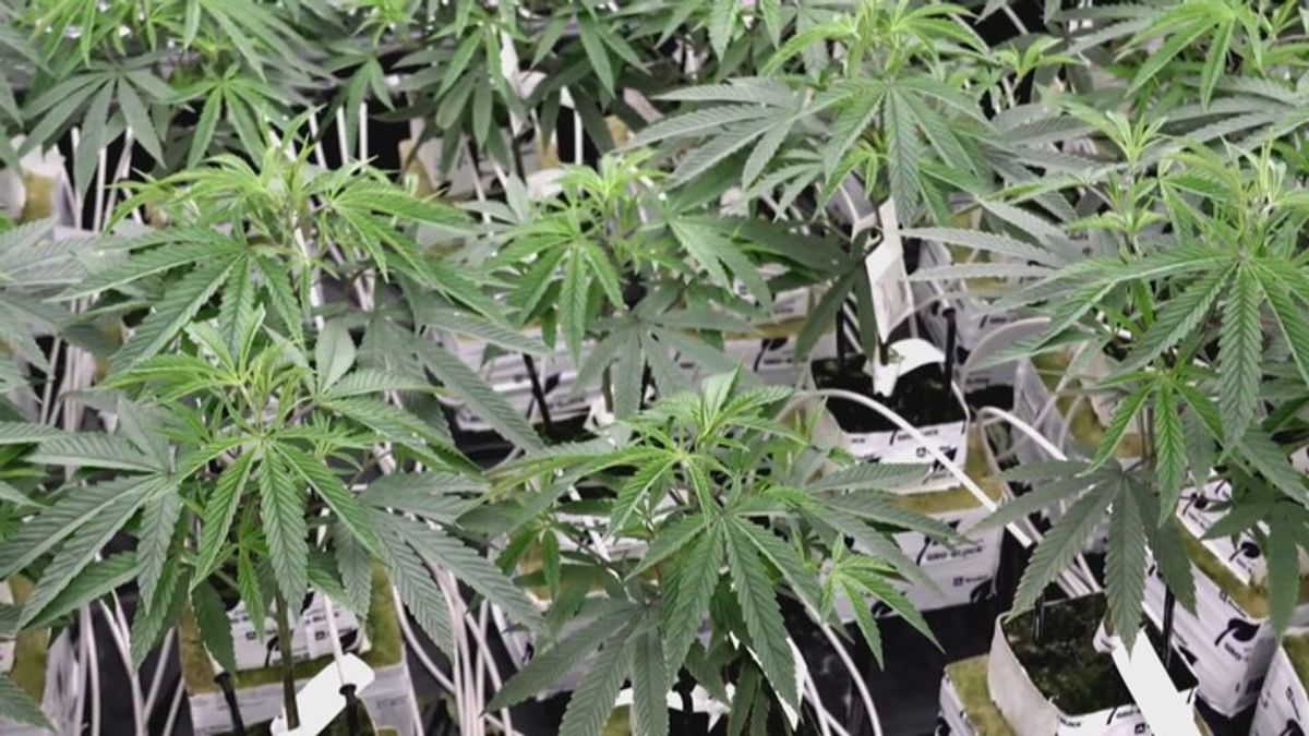 Mitch McConnell pushes to take hemp products off shelves | Haystack News