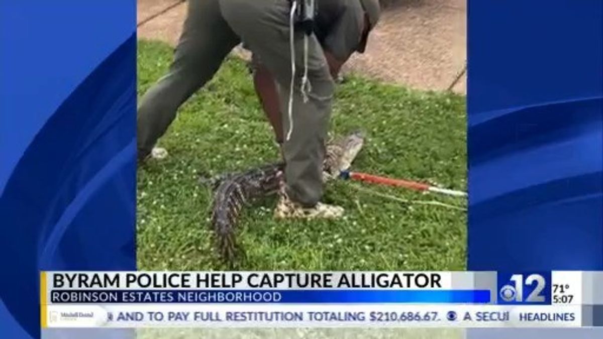 Byram police help capture alligator in neighborhood | Haystack News