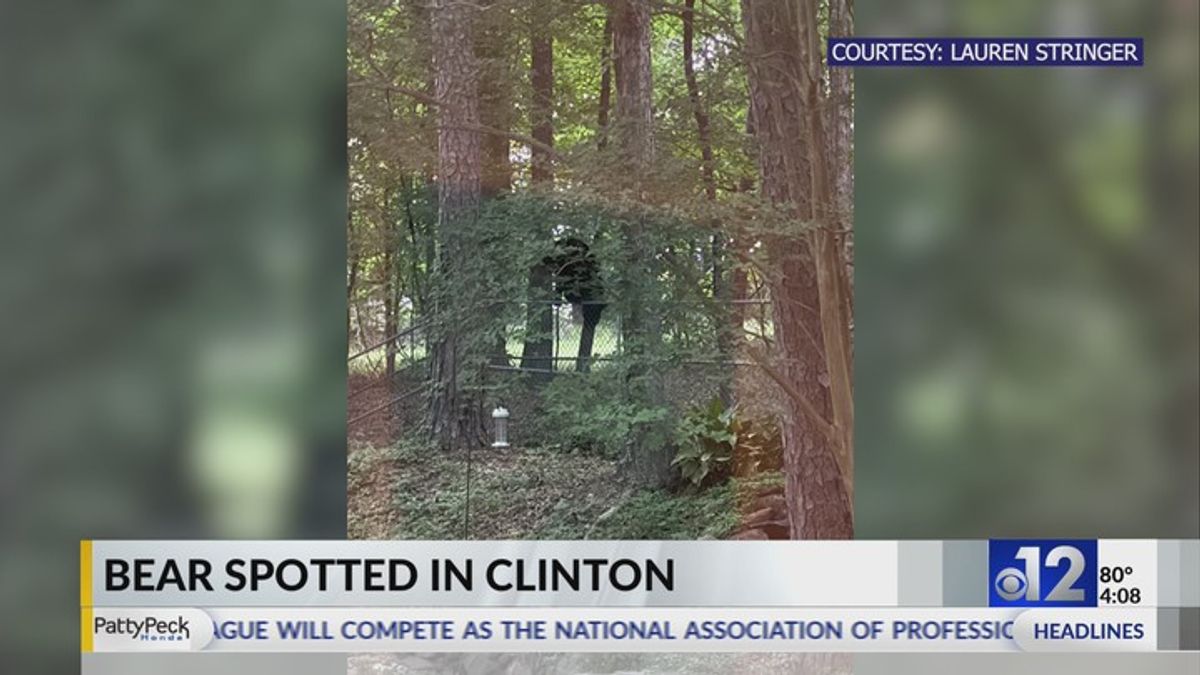 Bear spotted in Clinton neighborhood | Haystack News