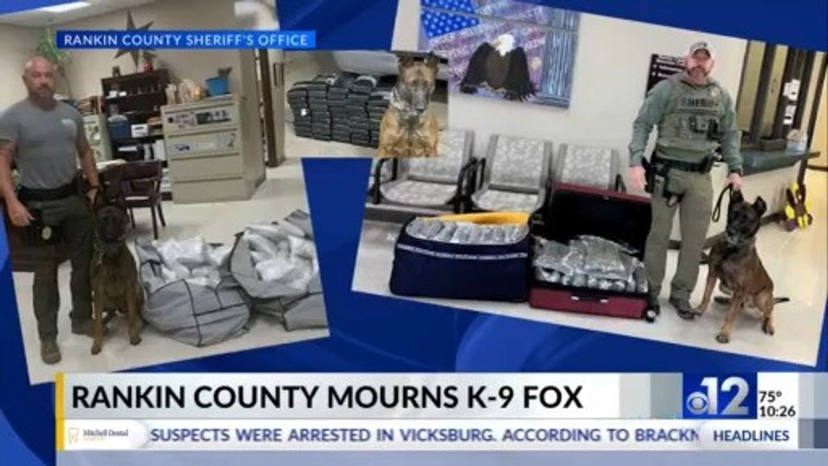 Rankin County Sheriff’s Office mourns loss of K-9 Deputy Fox | Haystack ...