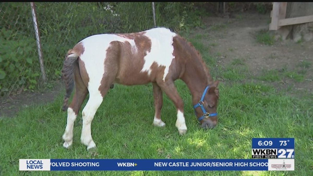 Hold on to your horses: How Austintown's roaming pony safely returned ...