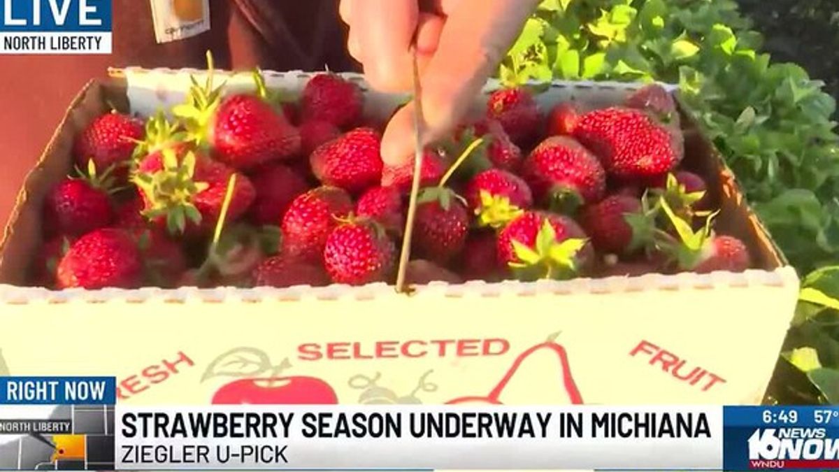 Ready for strawberries? U-Pick strawberry season is underway at Ziegler ...