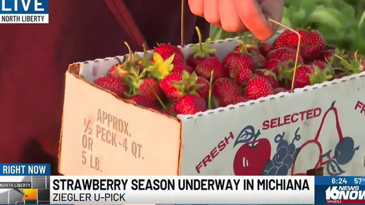 U-Pick strawberry season underway at Ziegler's Farms | Haystack News