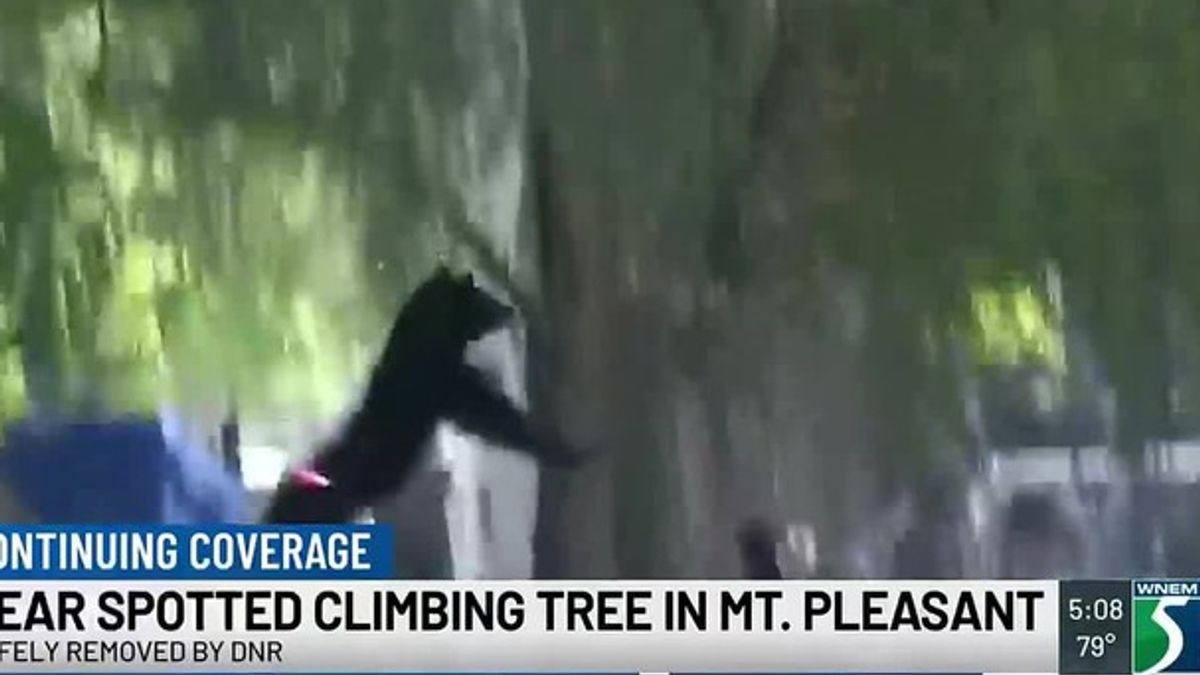 Bear spotted climbing tree in Mt. Pleasant | Haystack News