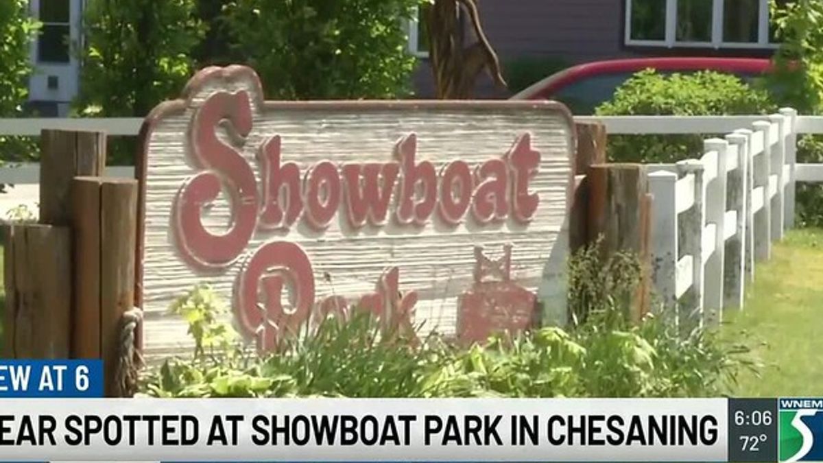 Bear spotted at Showboat Park in Chesaning | Haystack News