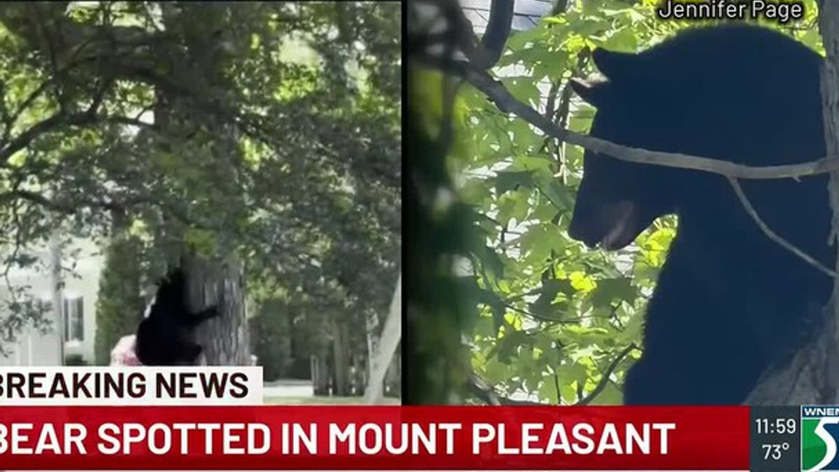 Bear spotted in tree near downtown Mt. Pleasant | Haystack News