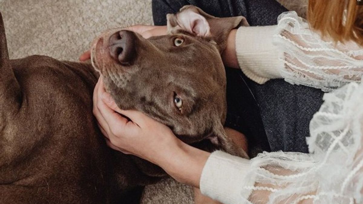 Nebraska Humane Society: ‘Barks & Rec’ program gives dogs a break ...