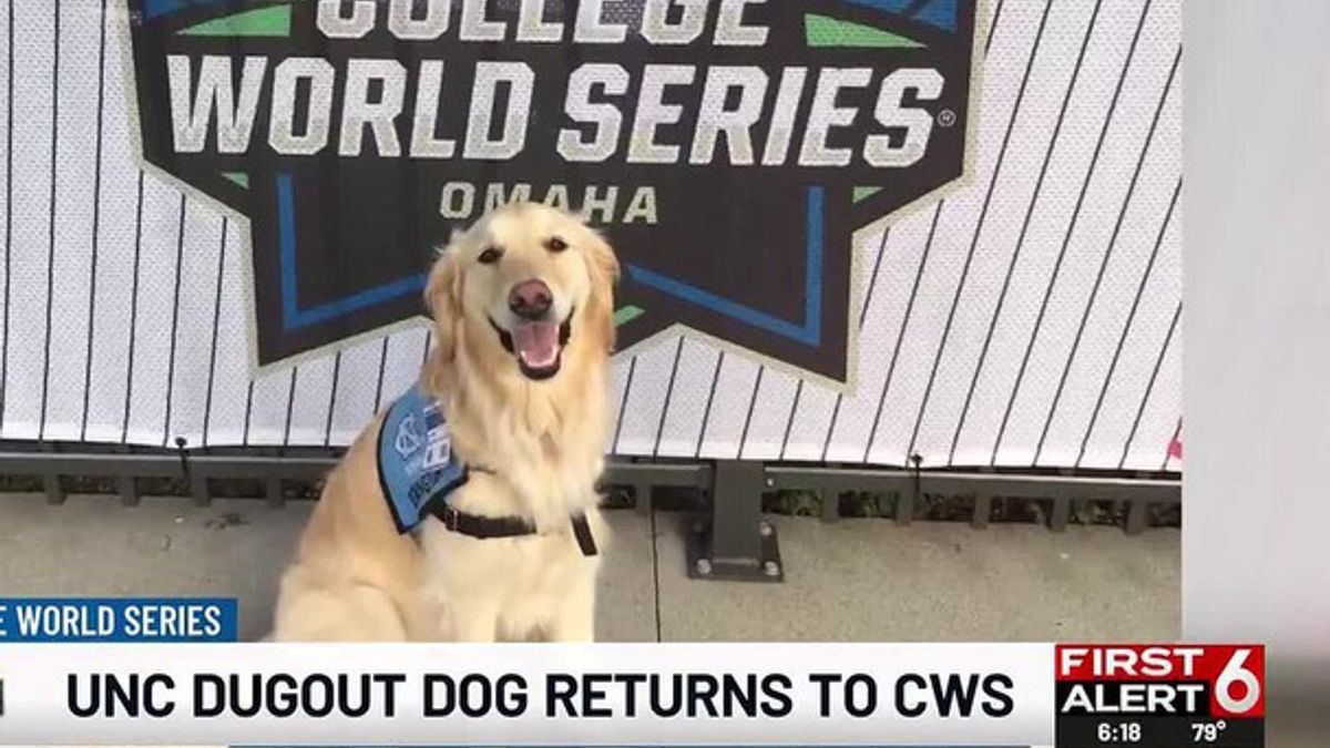 CWS 2026: UNC dugout dog returns to CWS | Haystack News