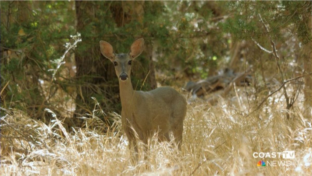 Delaware confirms first Chronic Wasting Disease case in Sussex County ...