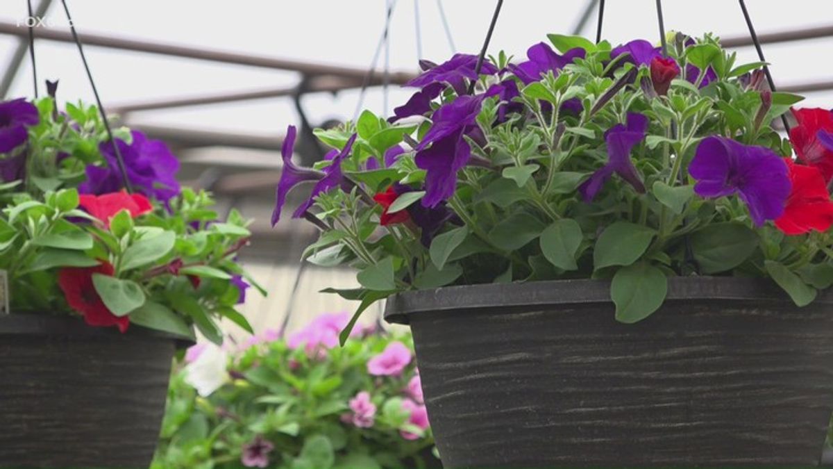 How to protect your plants as temperatures drop in Connecticut ...