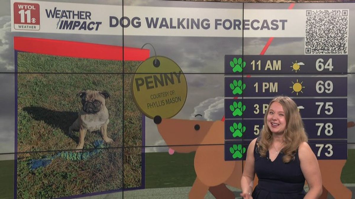 Dog walking forecast: Green paw day as things warm up | Good Day on ...