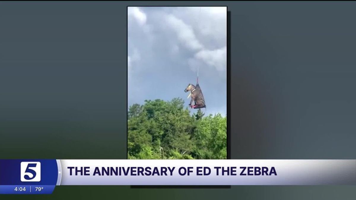 Ed the zebra one year after his adventure in Rutherford County ...