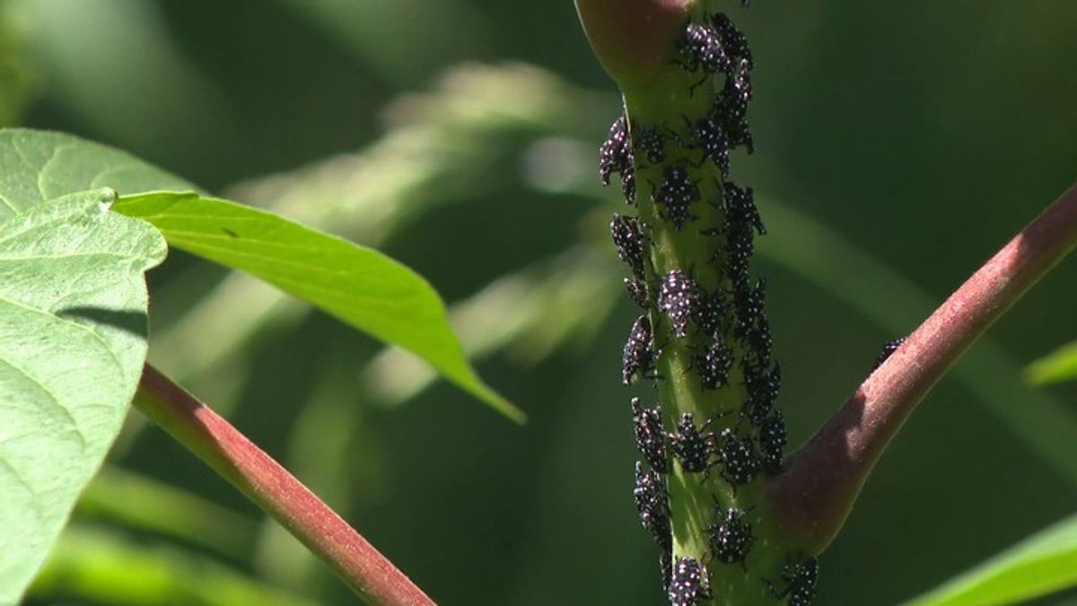 Expert predicts another strong spotted lanternfly showing this summer ...