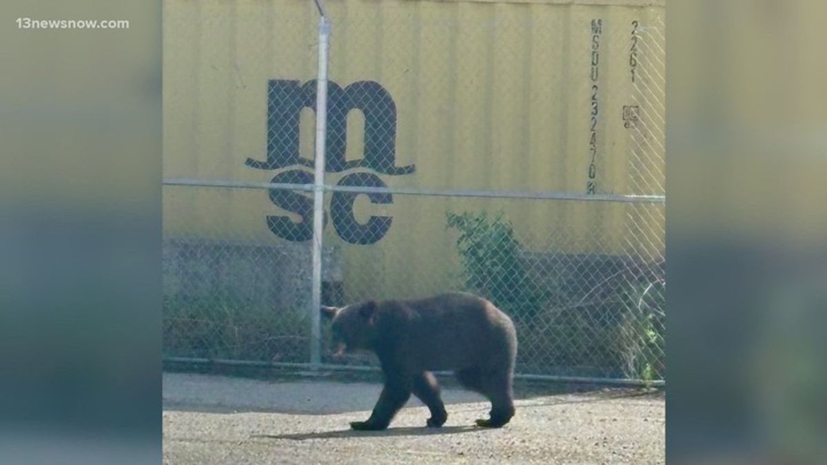 Bear spotted at Portsmouth Marine Terminal | Haystack News